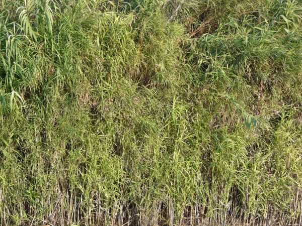 tall grass texture 0026 - Texturelib